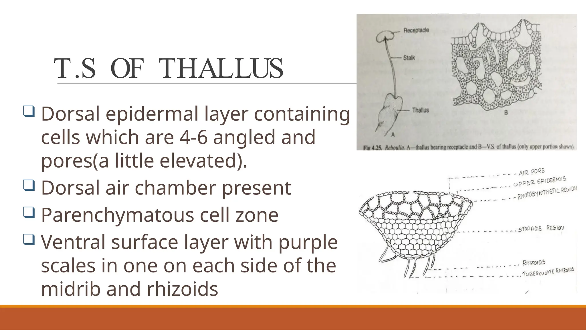 Cyathodium and Reboulia _morphoology and anatomy | PPTX