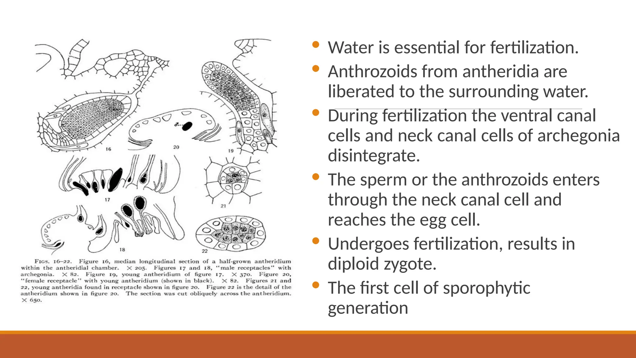 Cyathodium and Reboulia _morphoology and anatomy | PPTX