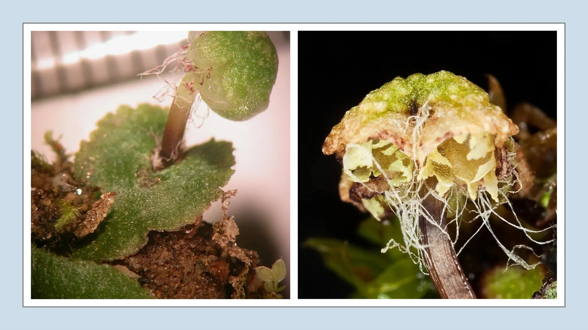Cyathodium and Reboulia _morphoology and anatomy | PPTX