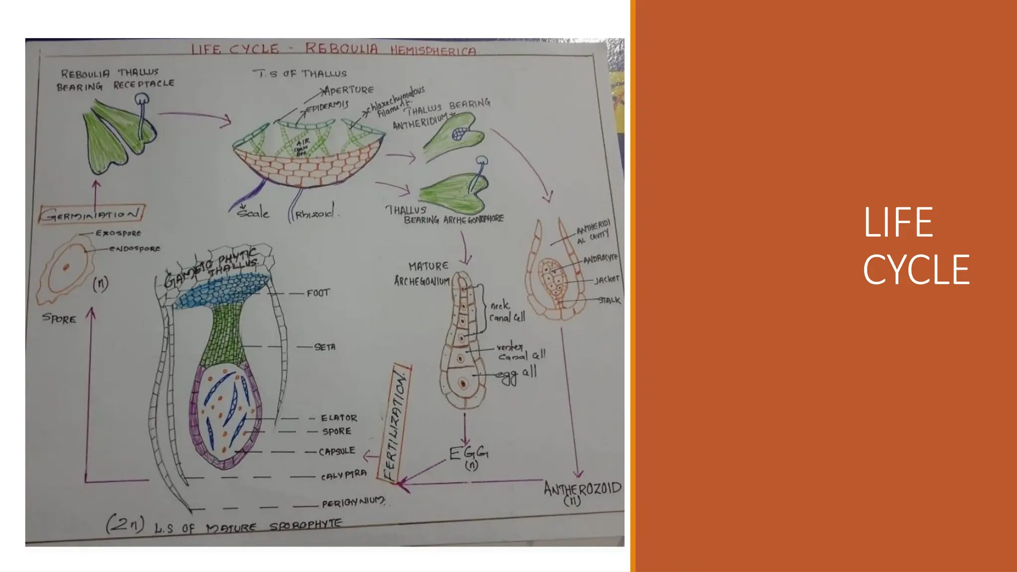 Cyathodium and Reboulia _morphoology and anatomy | PPTX