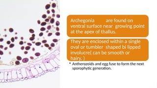 Cyathodium and Reboulia _morphoology and anatomy | PPTX