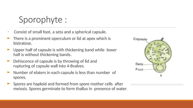 Cyathodium and Reboulia _morphoology and anatomy | PPTX