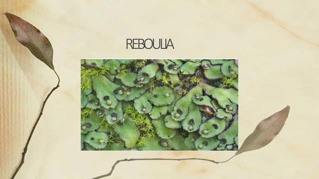 Cyathodium and Reboulia _morphoology and anatomy | PPTX