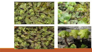 Cyathodium and Reboulia _morphoology and anatomy | PPTX