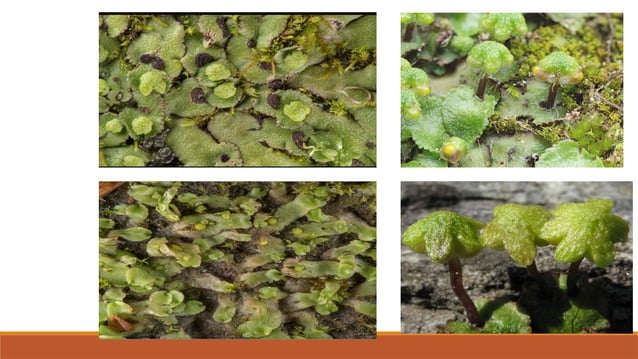 Cyathodium and Reboulia _morphoology and anatomy | PPTX