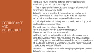 Cyathodium and Reboulia _morphoology and anatomy | PPTX