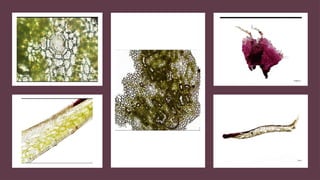 Cyathodium and Reboulia _morphoology and anatomy | PPTX