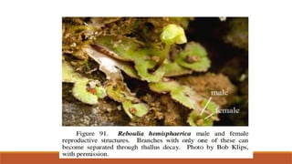 Cyathodium and Reboulia _morphoology and anatomy | PPTX