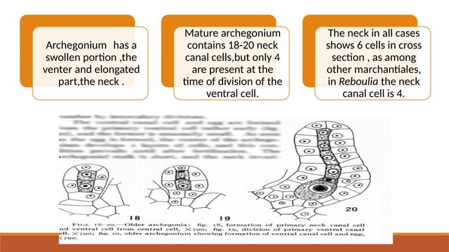 Cyathodium and Reboulia _morphoology and anatomy | PPTX