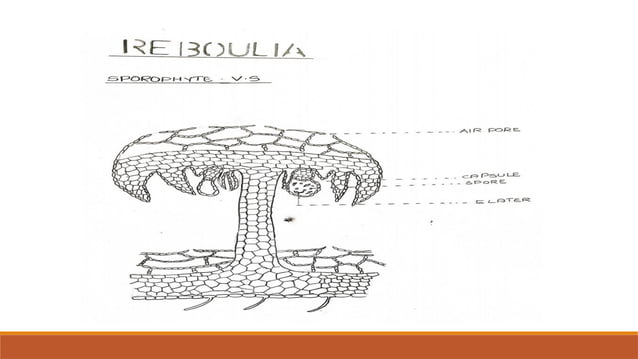 Cyathodium and Reboulia _morphoology and anatomy | PPTX