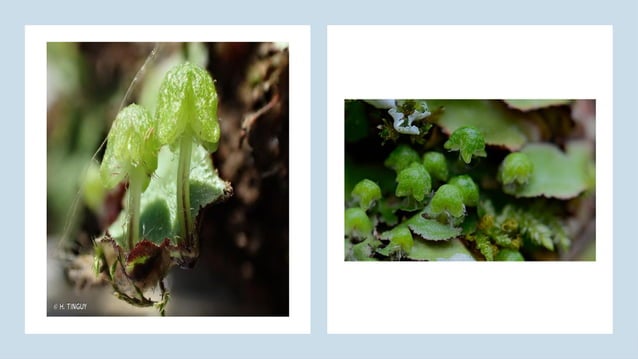 Cyathodium and Reboulia _morphoology and anatomy | PPTX