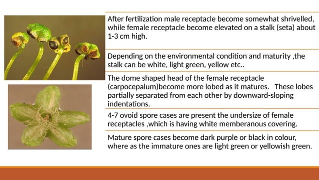 Cyathodium and Reboulia _morphoology and anatomy | PPTX