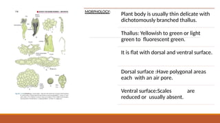 Cyathodium and Reboulia _morphoology and anatomy | PPTX
