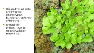 Cyathodium and Reboulia _morphoology and anatomy | PPTX