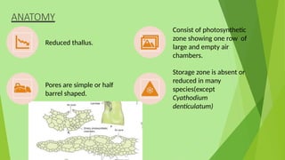 Cyathodium and Reboulia _morphoology and anatomy | PPTX