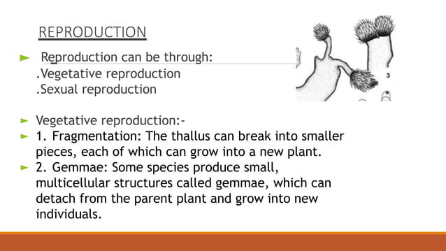 Cyathodium and Reboulia _morphoology and anatomy | PPTX