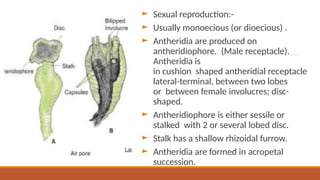 Cyathodium and Reboulia _morphoology and anatomy | PPTX