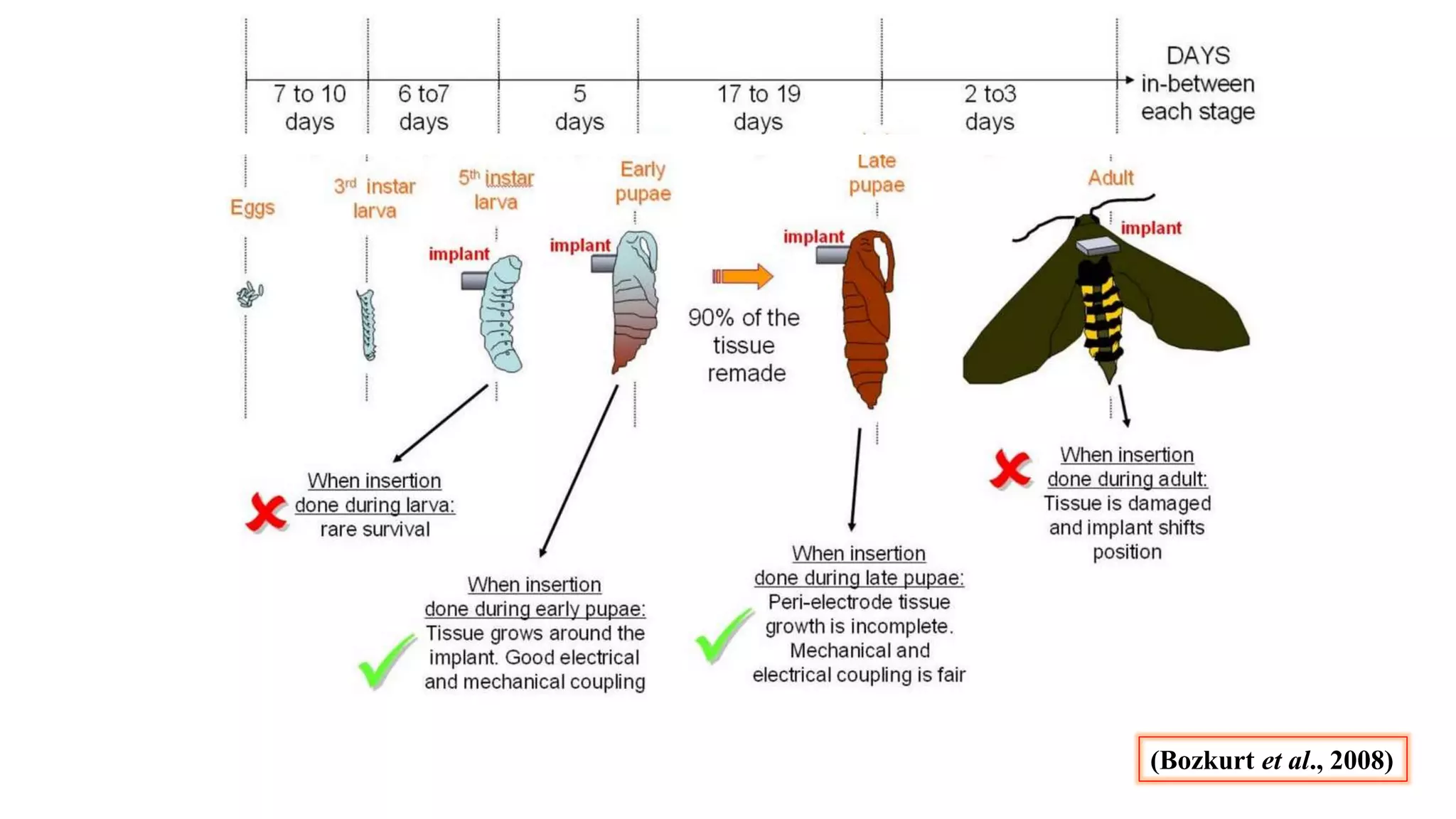 Cyborg insects as spy insects | PPTX