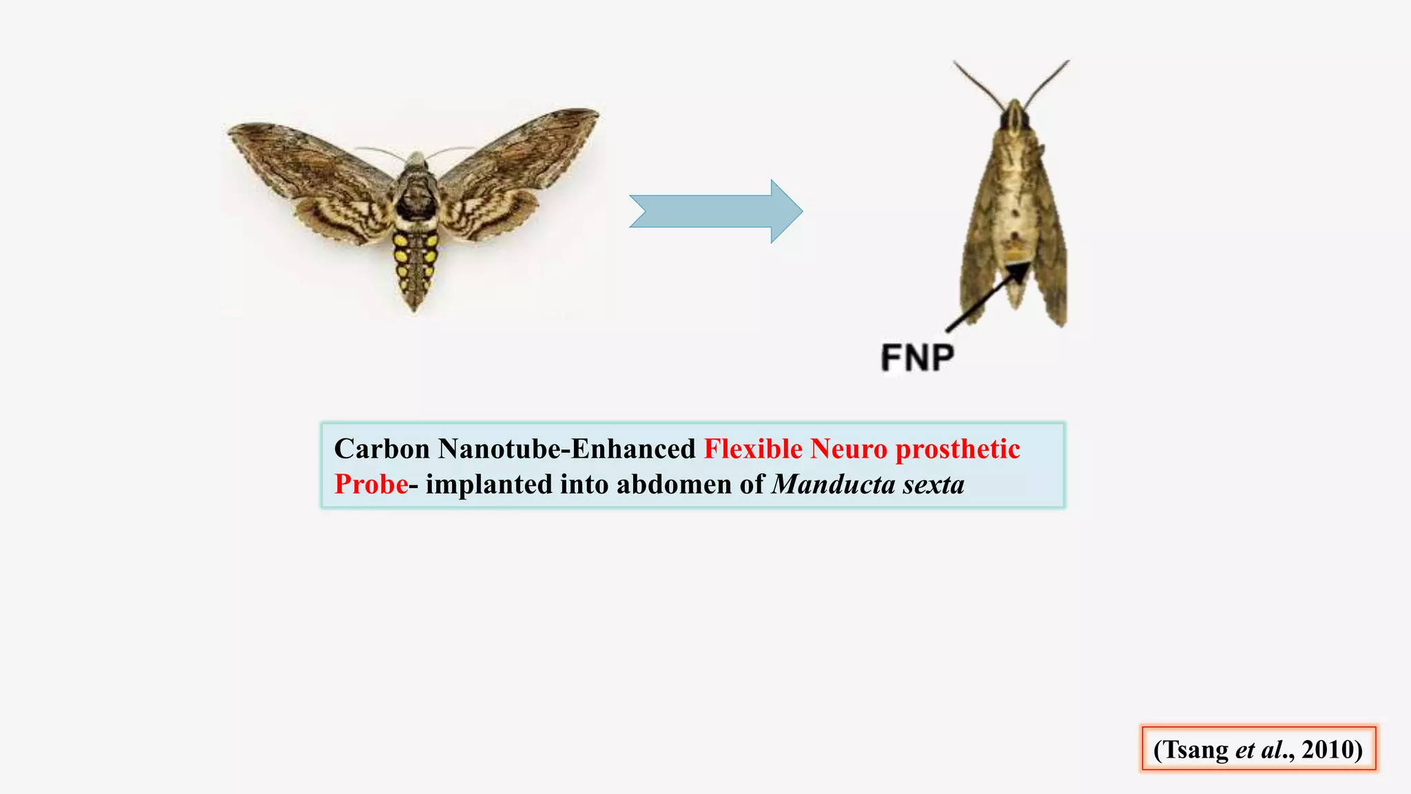 Cyborg insects as spy insects | PPTX