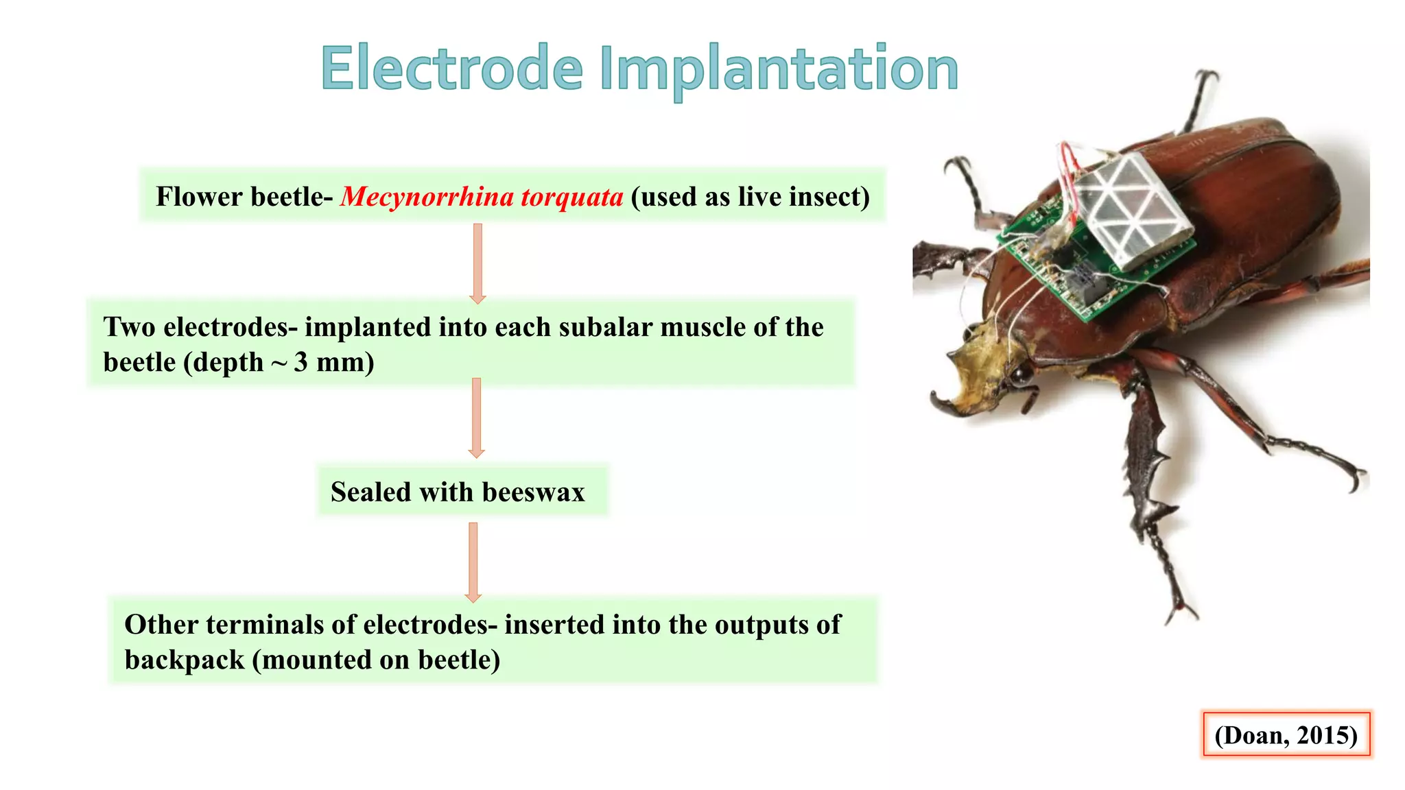 Cyborg insects as spy insects | PPTX