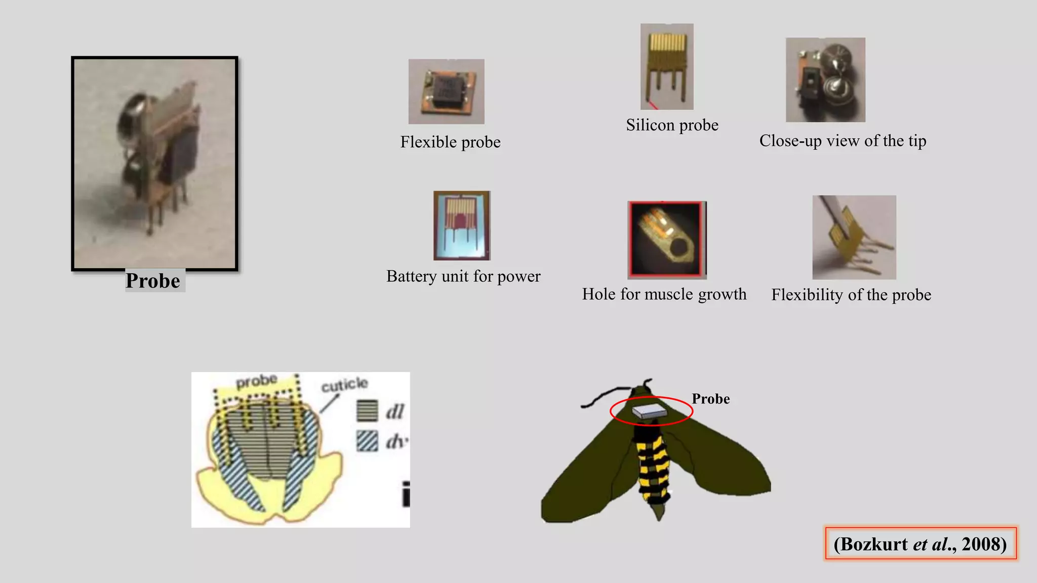 Cyborg insects as spy insects | PPTX