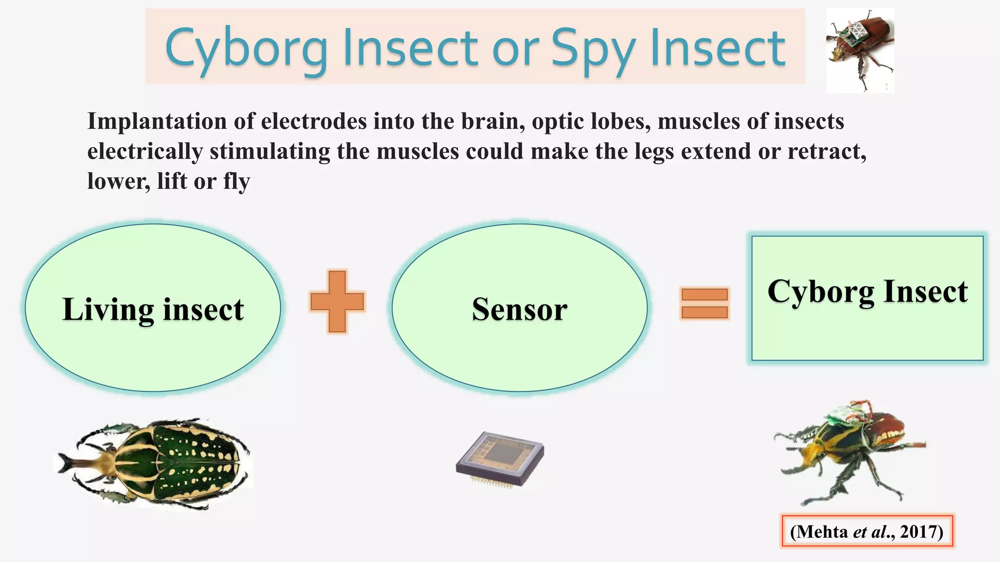 Cyborg insects as spy insects | PPTX