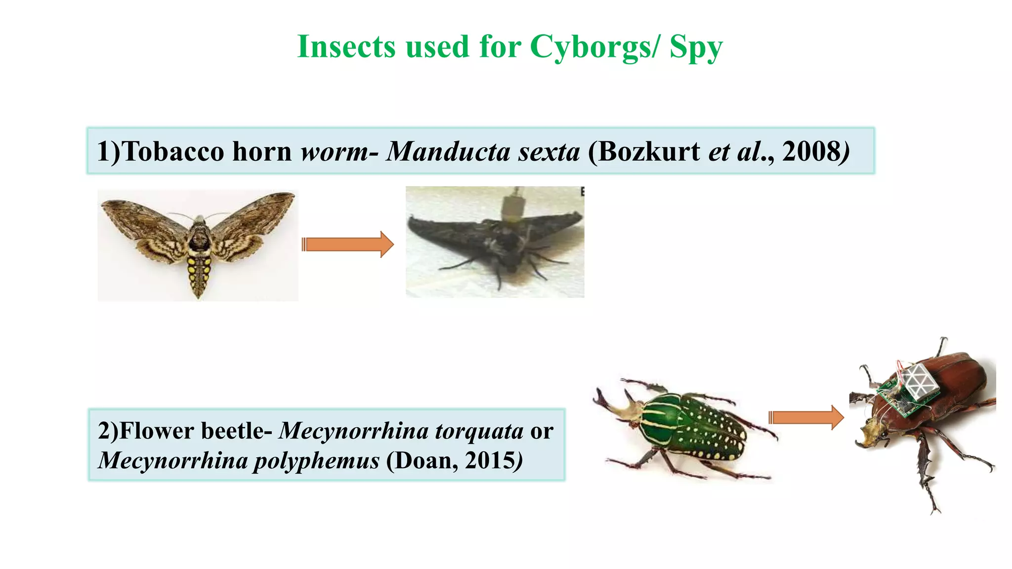 Cyborg insects as spy insects | PPTX