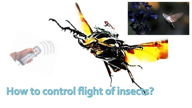 Cyborg insects as spy insects | PPTX