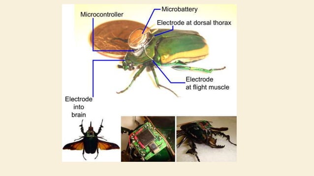 Cyborg insects as spy insects | PPTX