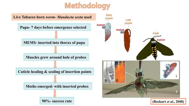 Cyborg insects as spy insects | PPTX