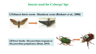 Cyborg insects as spy insects | PPTX