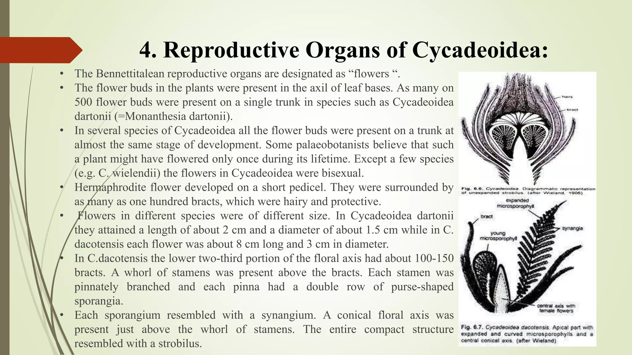 cycadeoidea.pptx