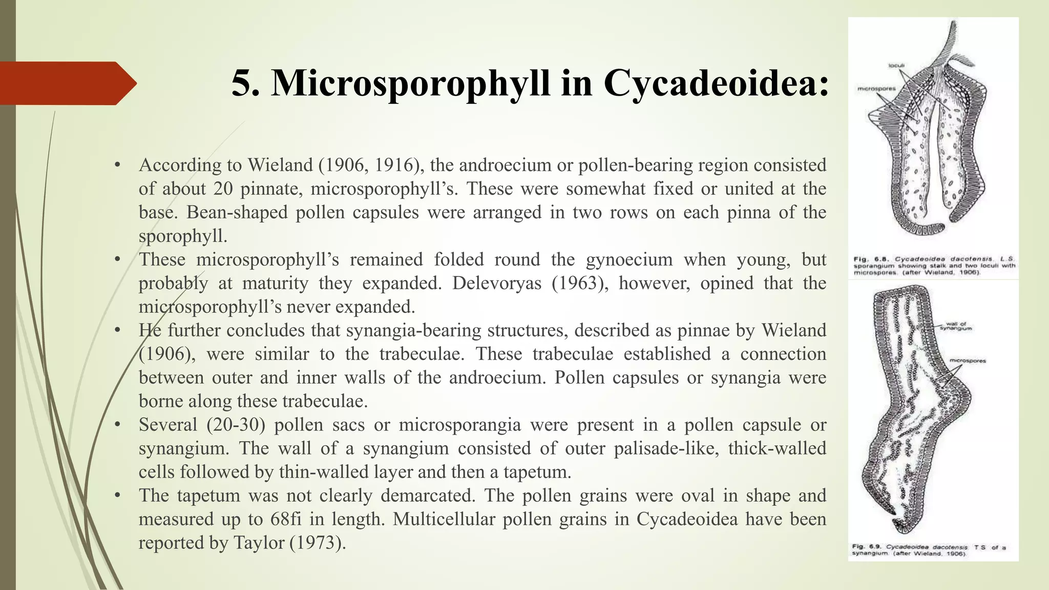 cycadeoidea.pptx