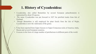 cycadeoidea.pptx