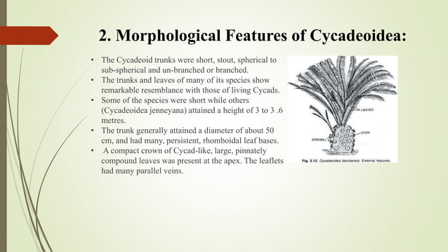 cycadeoidea.pptx | Gardening | Home & Garden