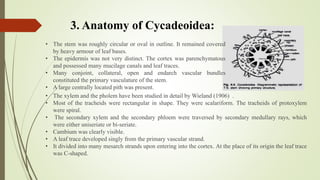 cycadeoidea.pptx