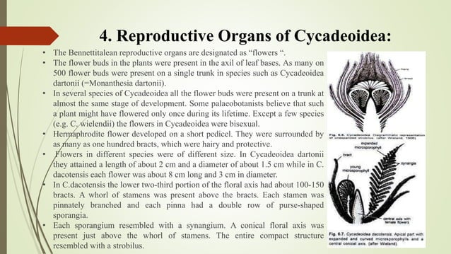 cycadeoidea.pptx | Gardening | Home & Garden