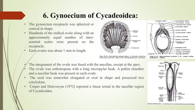cycadeoidea.pptx | Gardening | Home & Garden