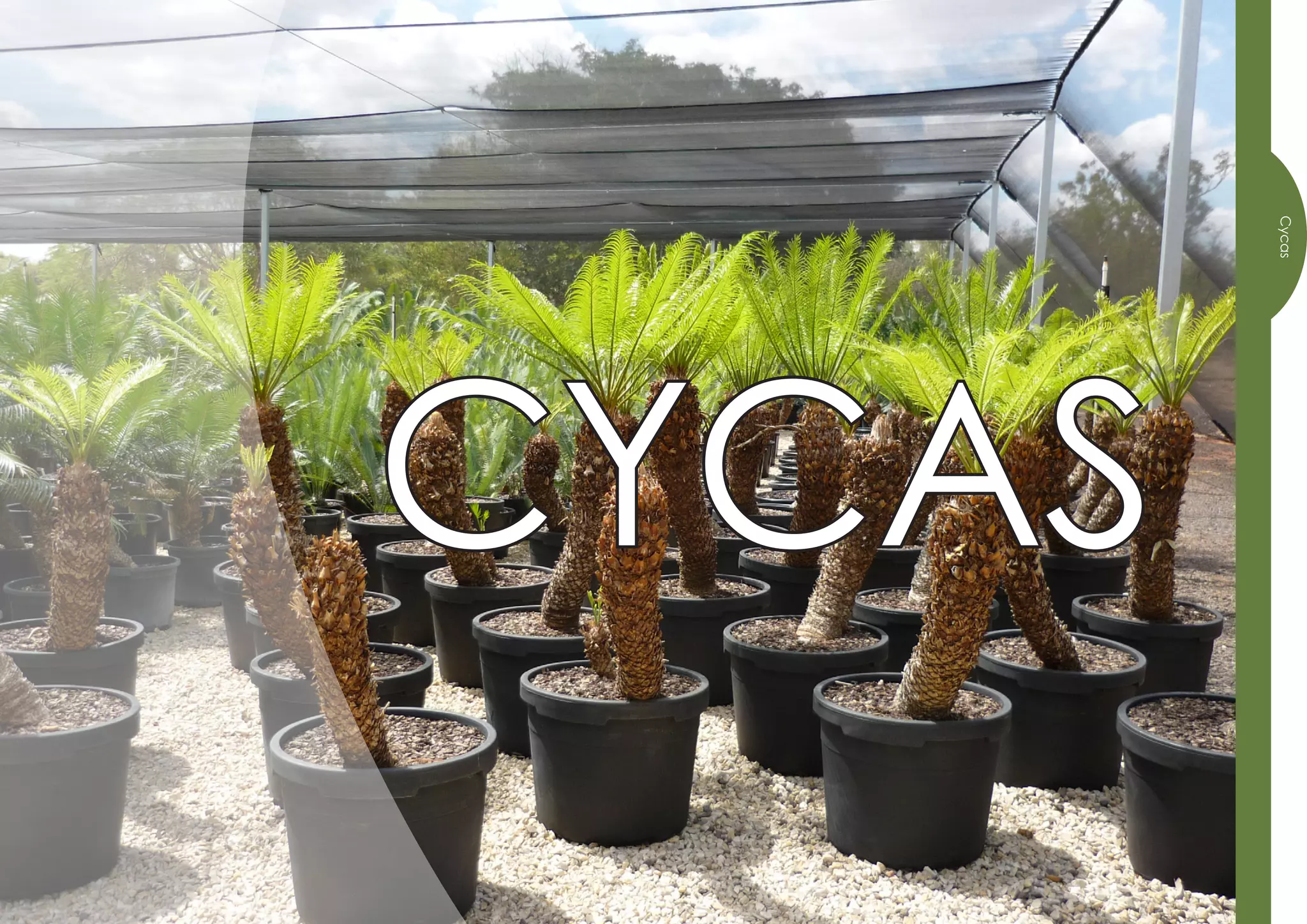 Cycad International Catalogue | PPT