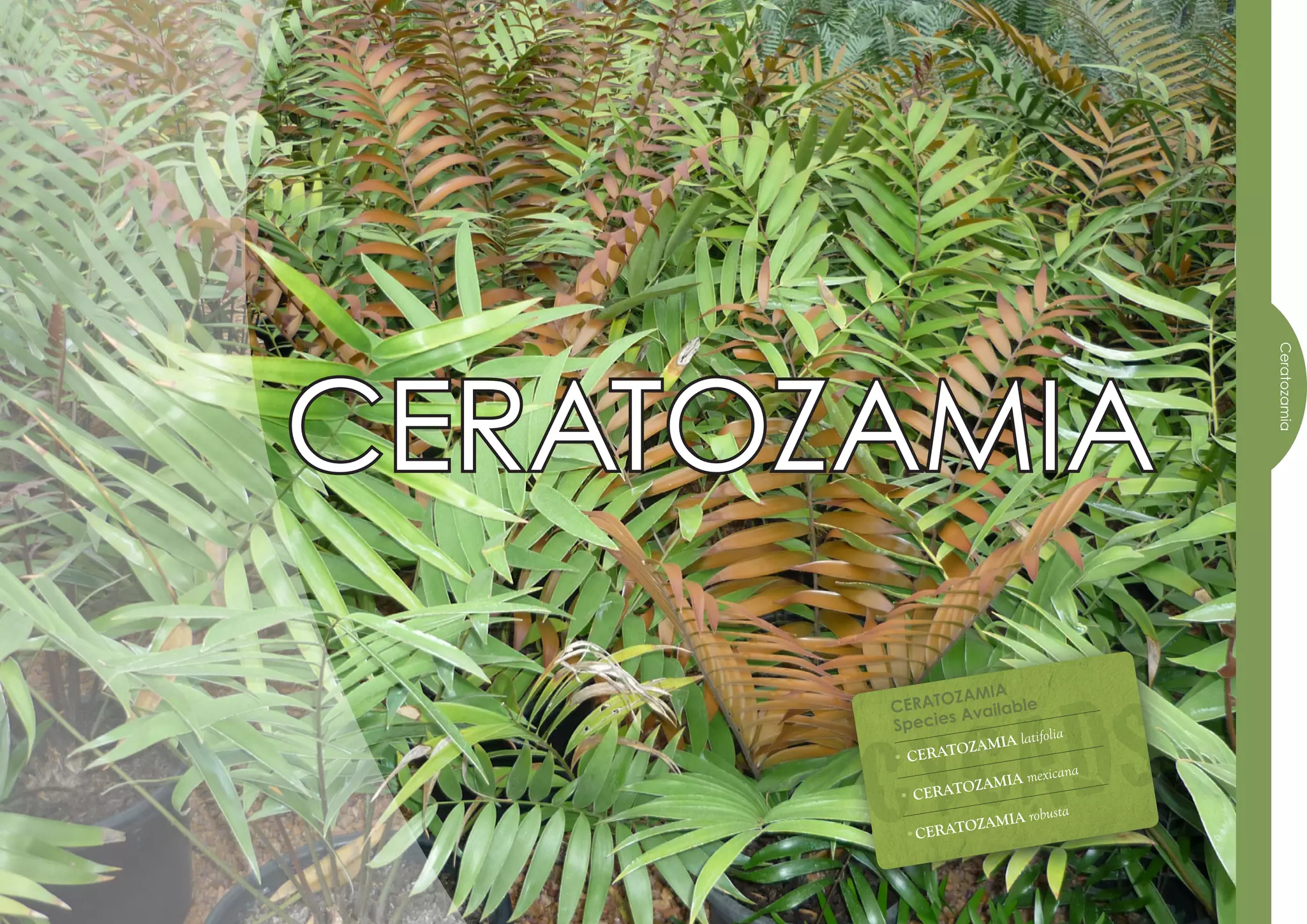 Cycad International Catalogue | PDF