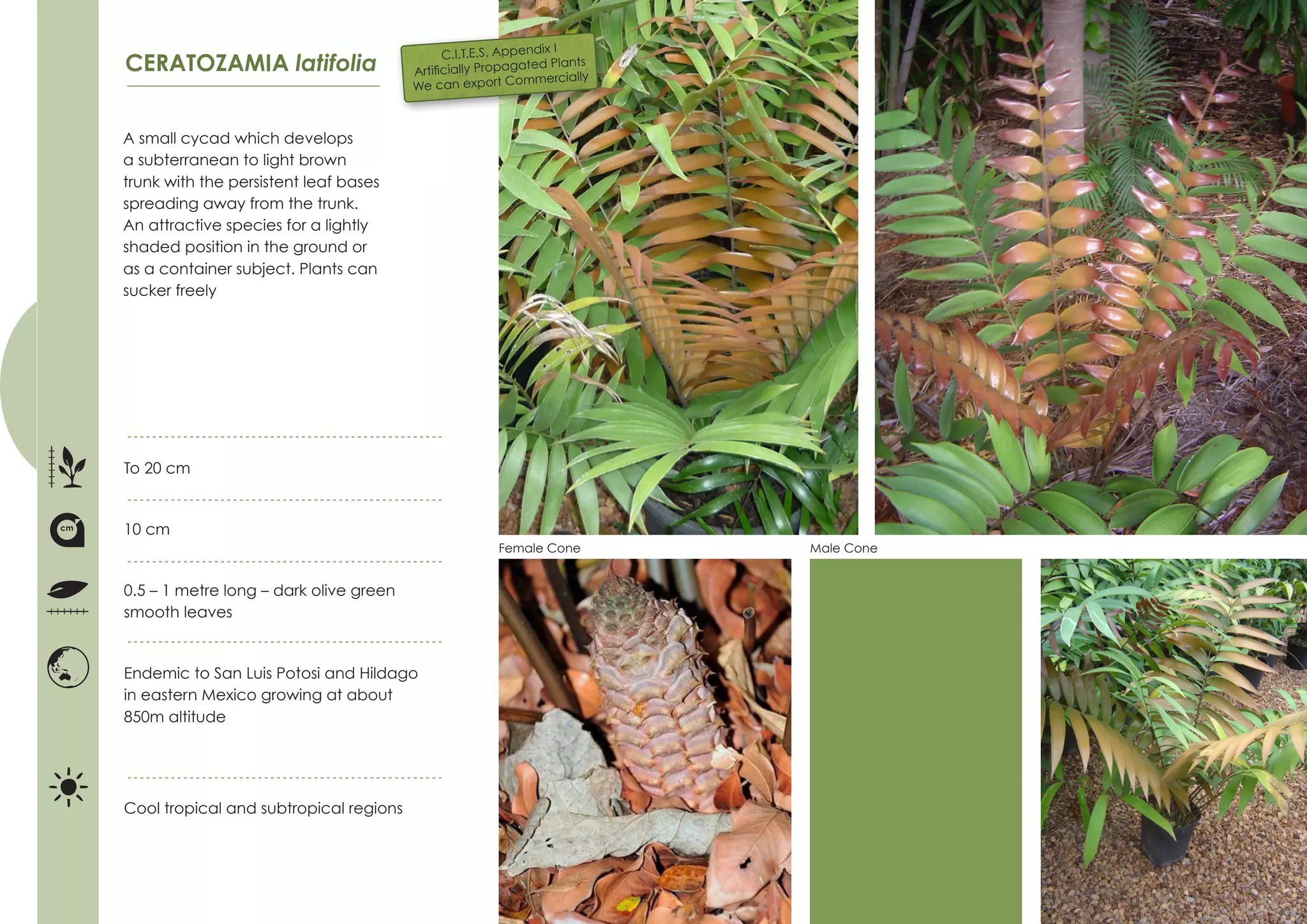 Cycad International Catalogue | PDF