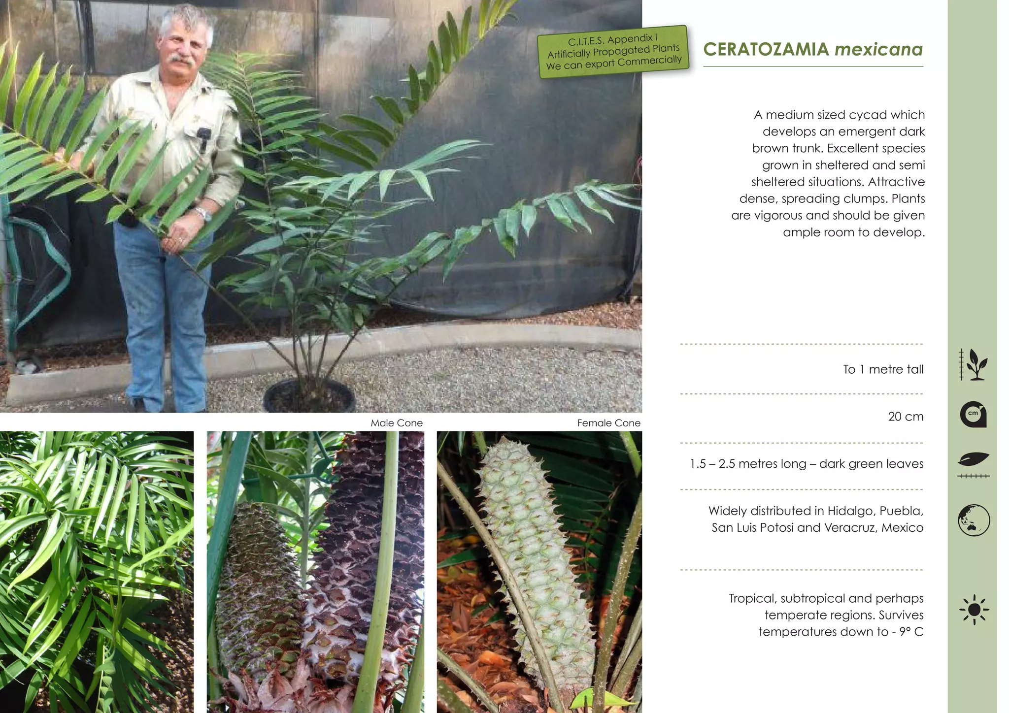 Cycad International Catalogue | PDF