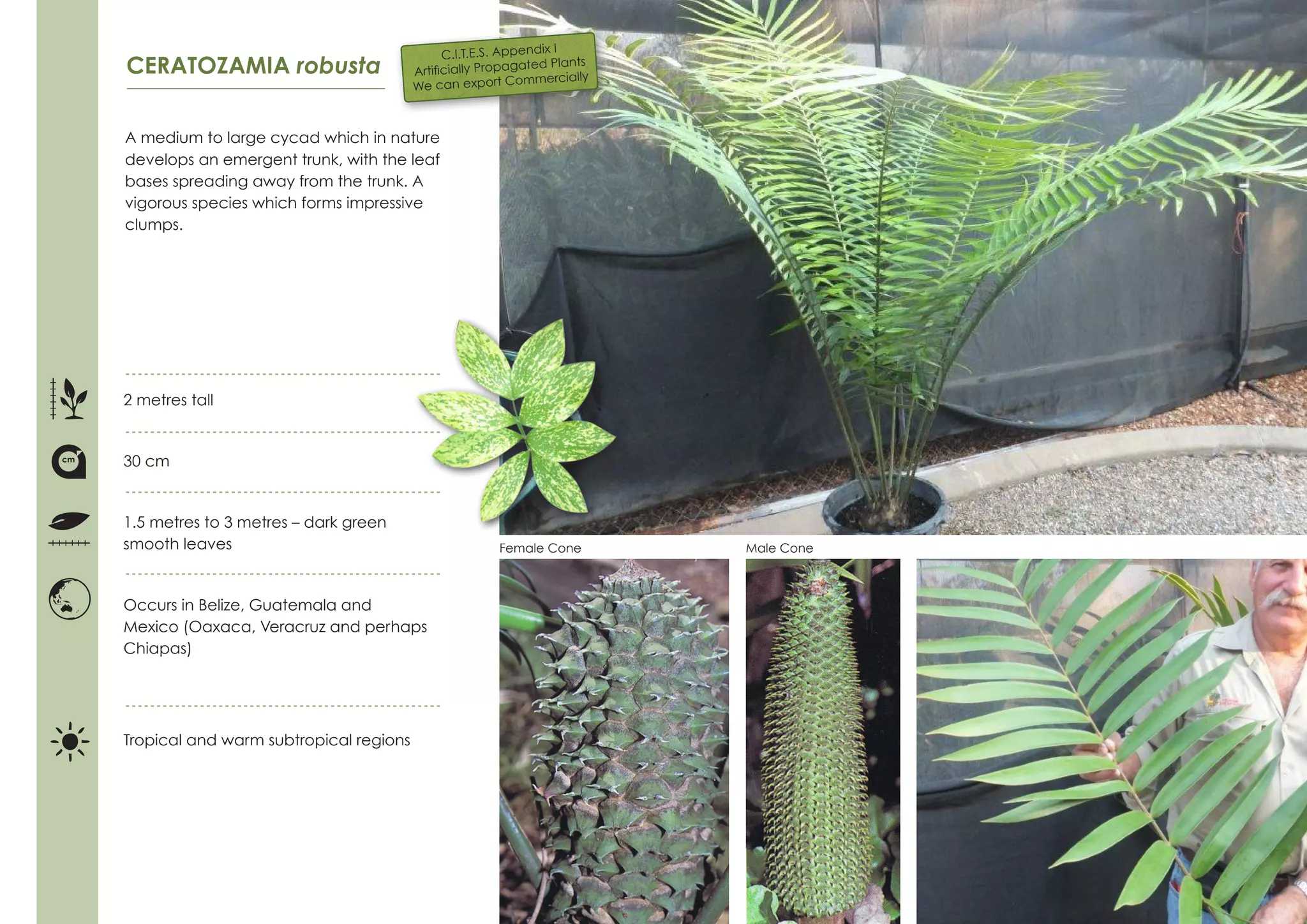 Cycad International Catalogue | PDF