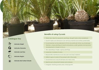 Cycad International Catalogue | PPT