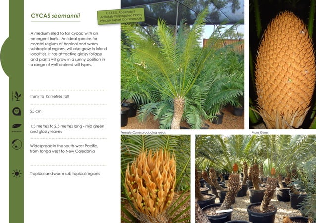 Cycad International Catalogue | PPT | Free Download