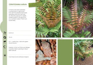 Cycad International Catalogue | PPT