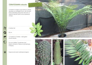 Cycad International Catalogue | PPT