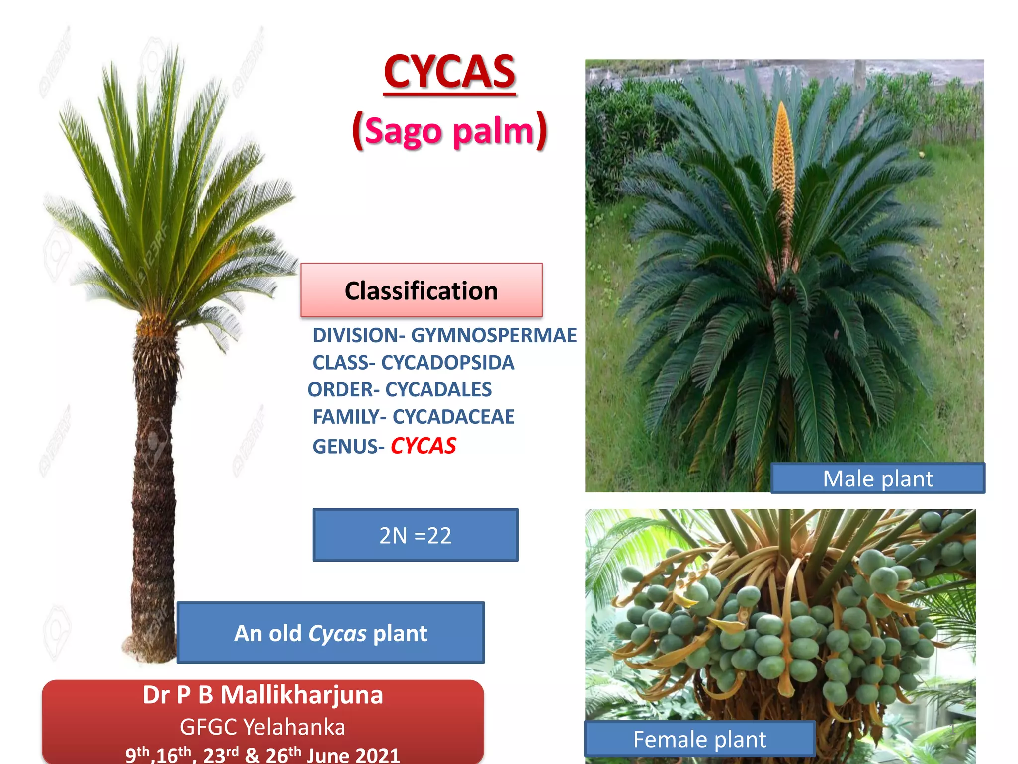 CYCAS-1.pdf