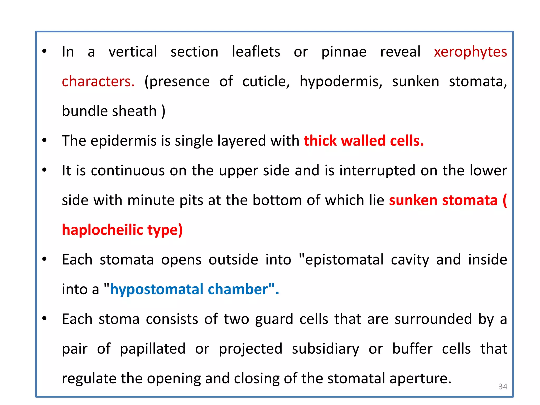 CYCAS-1.pdf