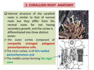 CYCAS-1.pdf